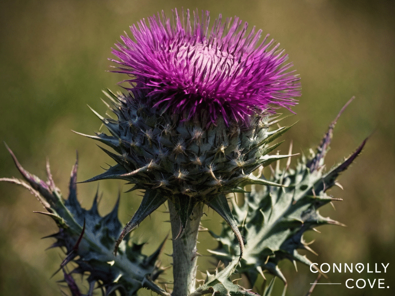 The Thistle: Scotland's National Flower Meaning & Symbolism
