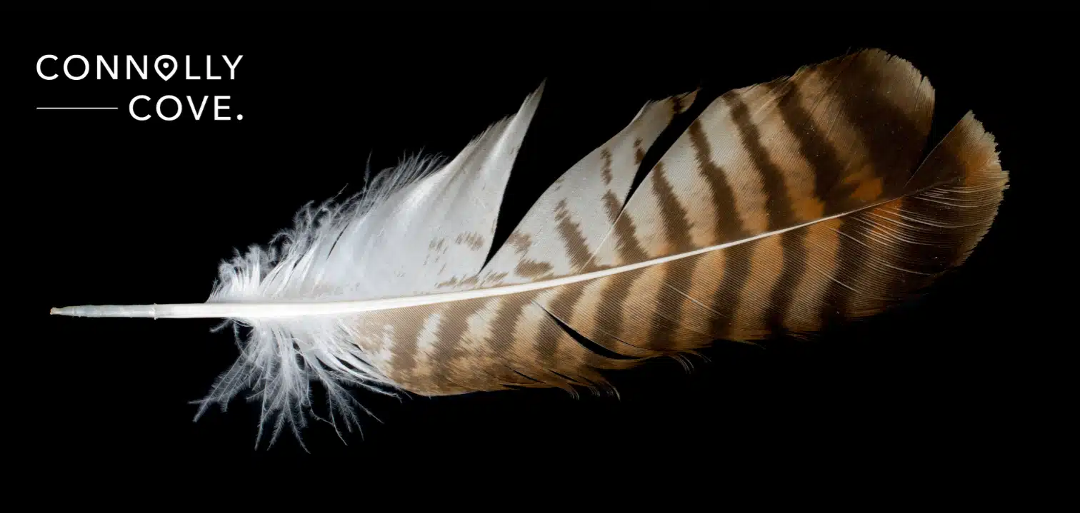 Hawk Feathers: Their Beauty and Symbolism - ConnollyCove