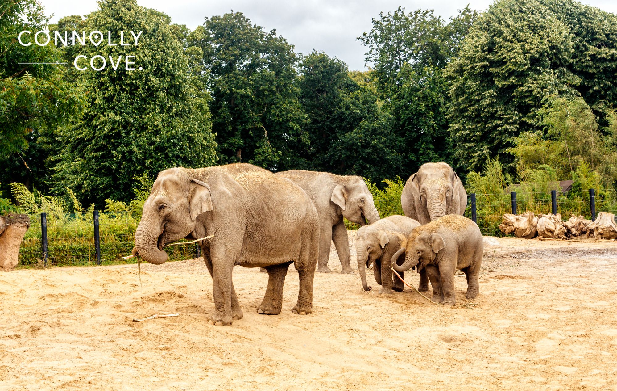 Dublin Zoo: A Must-Visit Attraction in Ireland - ConnollyCove