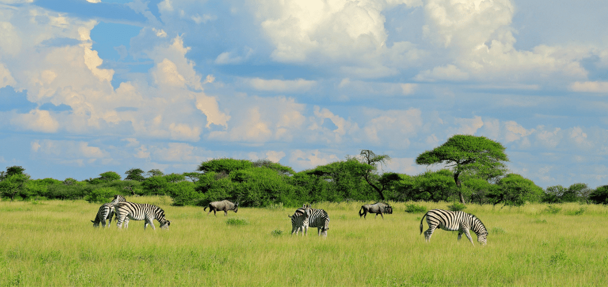 Africa Tourism: A Journey from Devastation to Recovery and Beyond ...