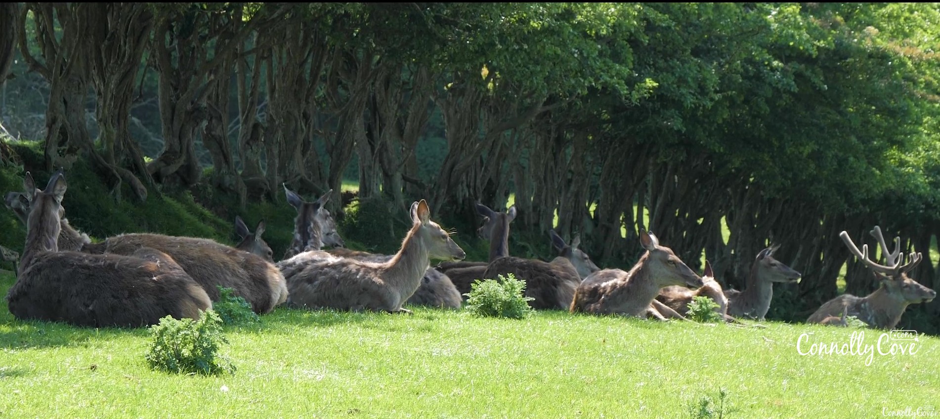 Streamvale Open Farm: Belfast with Kids Guide - ConnollyCove