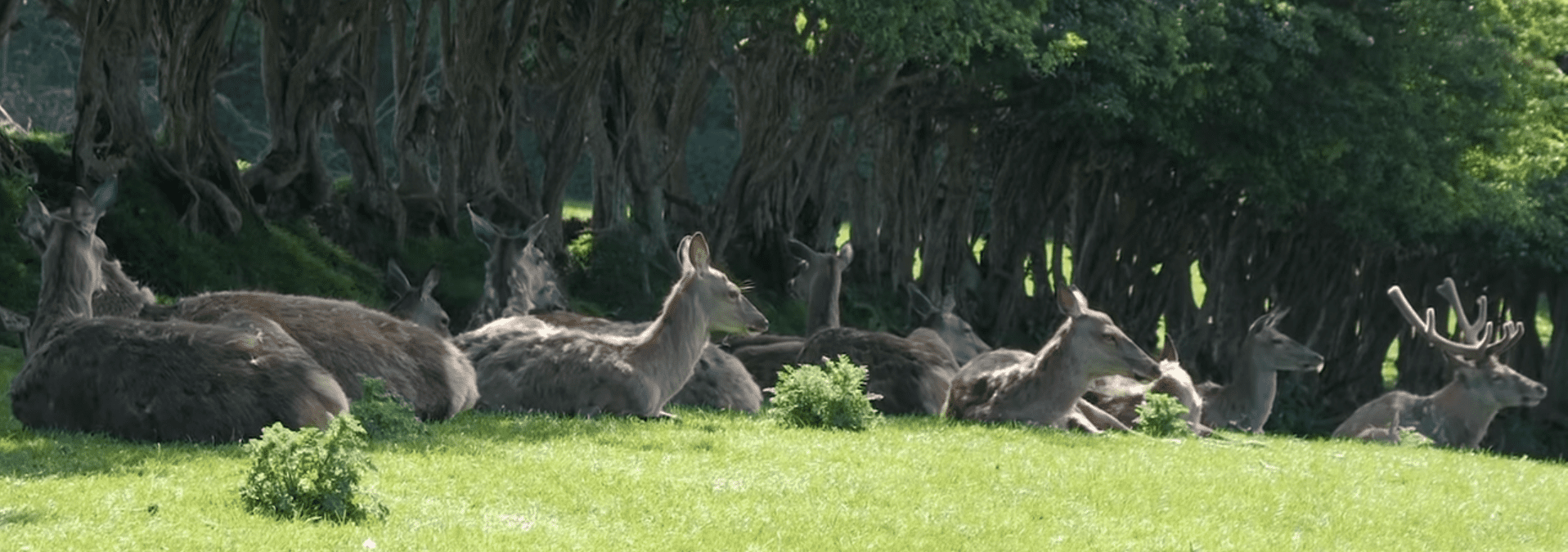 Streamvale Open Farm: Belfast with Kids Guide - ConnollyCove