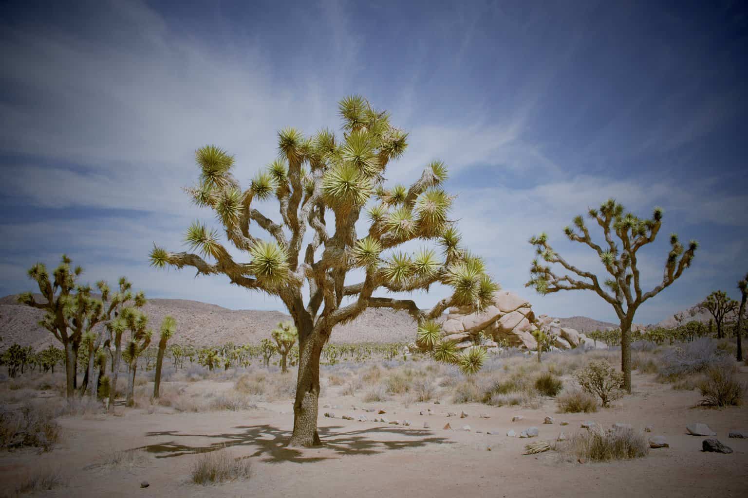 Top Things to Do in California: Best Sights & Activities