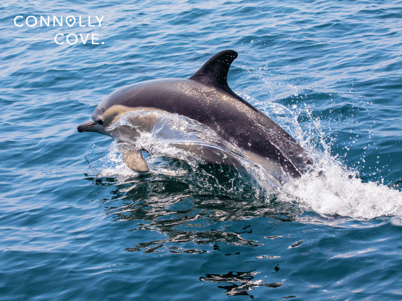 Best Dolphin Spots in Northern Ireland’s Coast Guide