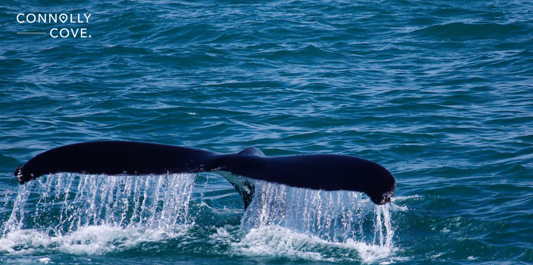 Discover Dolphin and Whale Watching in Ireland: Top Spots