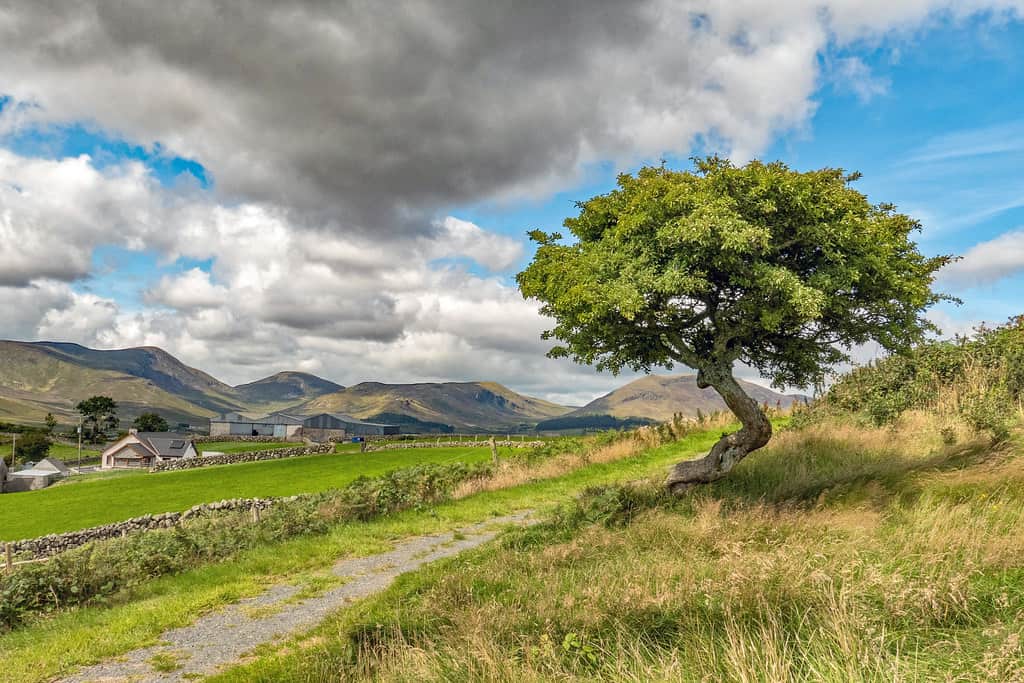 Fairy Trees in Ireland: Folklore, Myths & Superstitions
