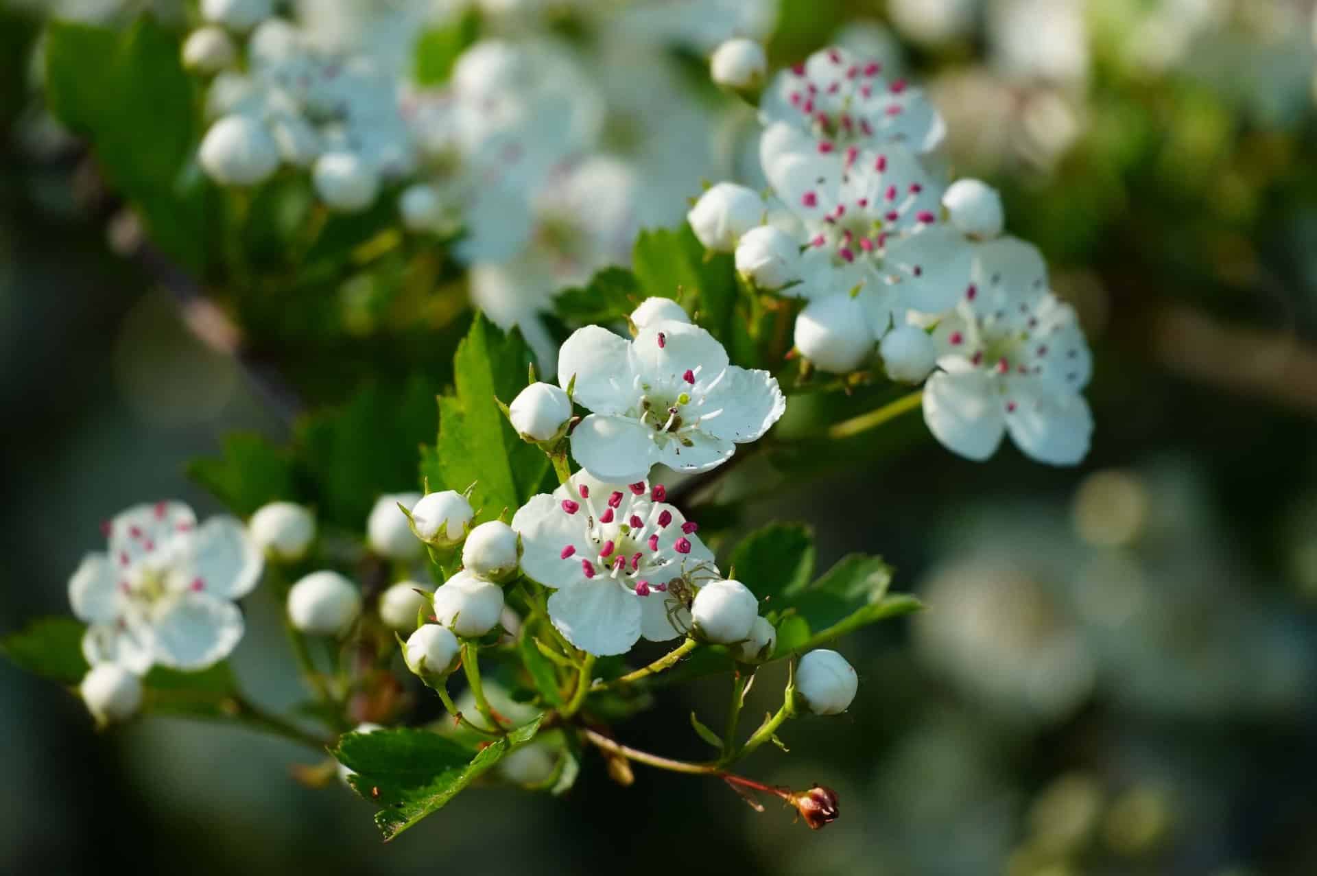 Fairy Trees in Ireland: Folklore, Myths & Superstitions