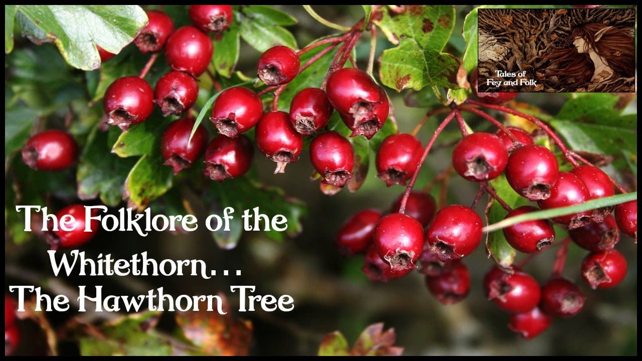 Beneath the Hawthorn Tree: Irish Folk Practices & Magic