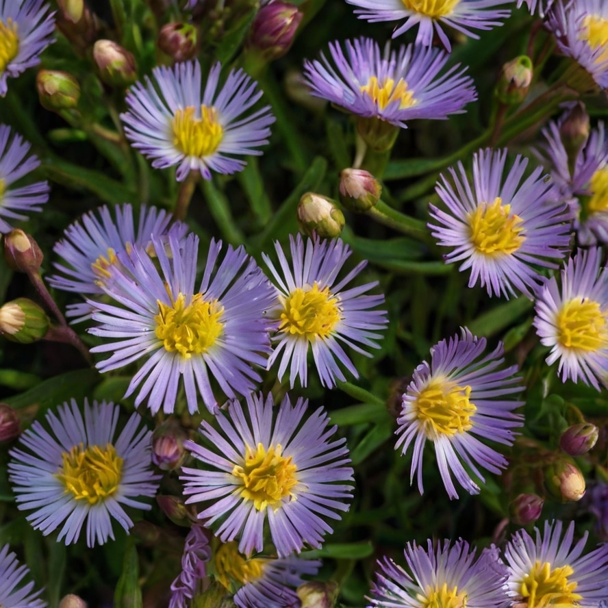Irish Flowers: 10 Native Blooms & Their Symbolism Explained