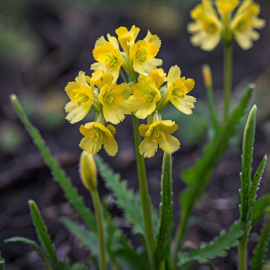 Irish Flowers: 10 Native Blooms & Their Symbolism Explained